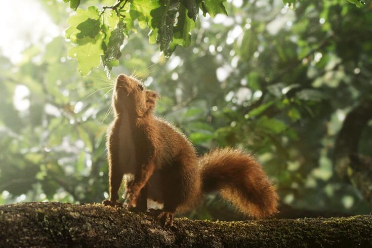 La quercia e i suoi abitanti di Laurent Charbonnier e Michel Seydoux ...